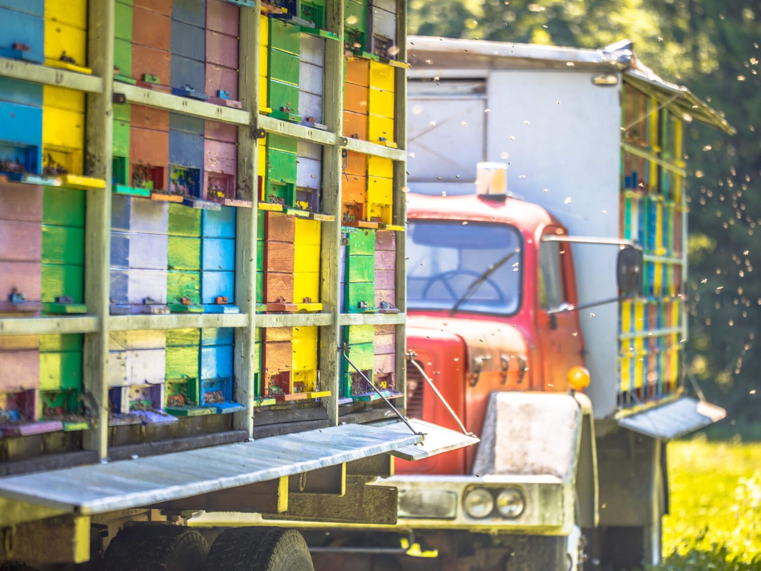 10 Fascinating Facts About Beekeeping | Heavenly Honey