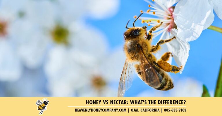 Honey vs Nectar: What's The Difference? | Heavenly Honey