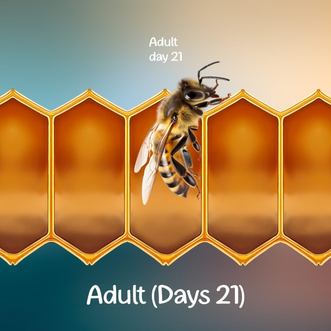 The Life Cycle of Honey Bees: From Egg to Adult | HHC