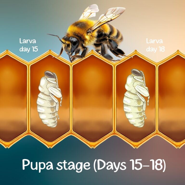 The Life Cycle Of Honey Bees From Egg To Adult Hhc 5333